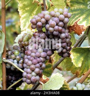 Pinot Gris wine grape vines growing on wire lattice near Berrima in the ...