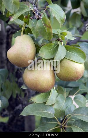 Pear, Nordhaeuser Winterforelle or Winter Trout Pear variety Stock ...