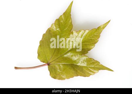 Wild vine in spring (Parthenocissus tricuspidata Stock Photo - Alamy