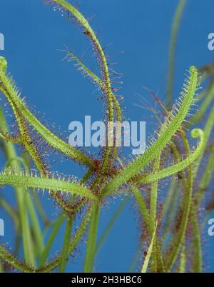 English sundew (Drosera anglica), long-leaved sundew, English sundew ...
