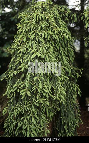 Norway spruce, Picea abies "Frohburg Stock Photo - Alamy