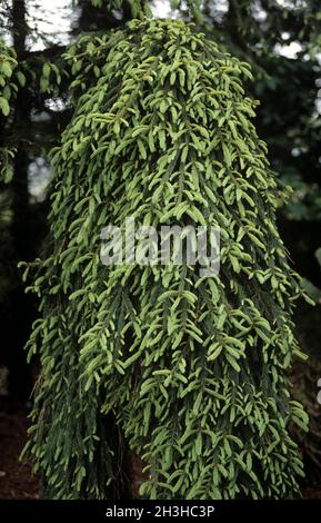 Picea abies, Norway spruce, Picea "Frohburg Stock Photo - Alamy
