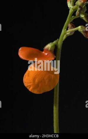 Fire bean flower; Fire bean; Phaseolus coccineus Stock Photo - Alamy