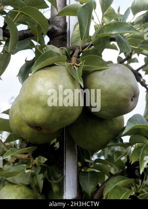 Pear / Uta Stock Photo - Alamy