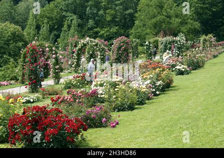 Rose garden Beutig Stock Photo - Alamy