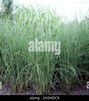 Giant, Chinese reed, Energy plant Stock Photo - Alamy