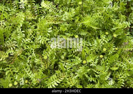 Pinna, Lye Flower, Cotula, Squalida, Ground Cover Stock Photo - Alamy
