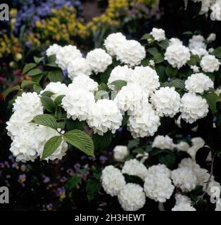 Viburnum plicatum 'Watanabe' Stock Photo - Alamy