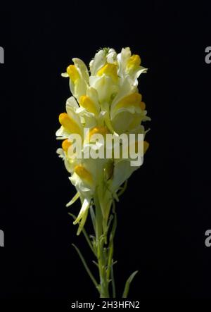 True toadflax (Linaria vulgaris) Plant species of the genus Linaria ...