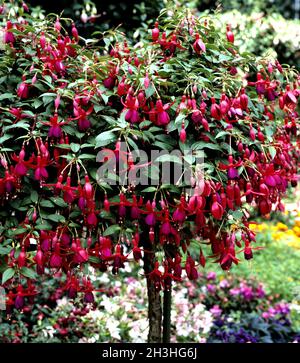 Flowers of a Fuchsia Plant (Fuchsia regia Stock Photo - Alamy
