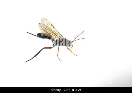 Ichneumon fly oviposition Stock Photo - Alamy
