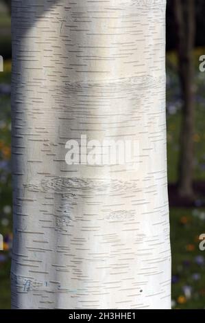 Paper Birch, Betula papyrefera, trees in the Thomas Howe Demonstration ...
