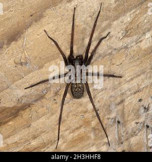 House Funnel-web Spiders (Tegenaria Stock Photo - Alamy