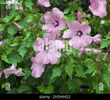 Pink mallow flowers with drops of dew on the petals in a garden Stock ...