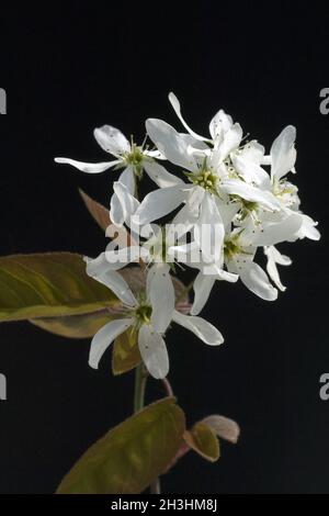 Rock pear, Amelanchier denticulata Stock Photo - Alamy