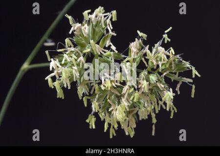 Knaulgras, Dactylis, glomerata Stock Photo - Alamy