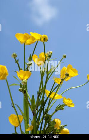 Buttercup wildflowers. Ranunculus repens plants. Nature background ...
