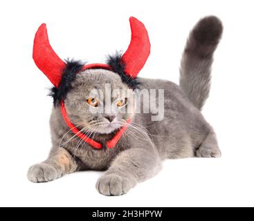 Cat and horned devil Stock Photo - Alamy
