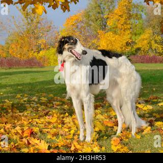 Portrait of black and white russian borzoi dog on a sky background ...