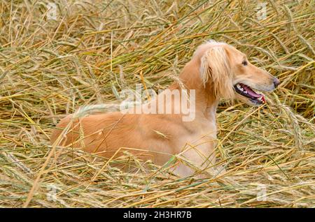 Borzoi dog Saluki or Kazakh greyhound Tazy with red tailed hawk on a ...