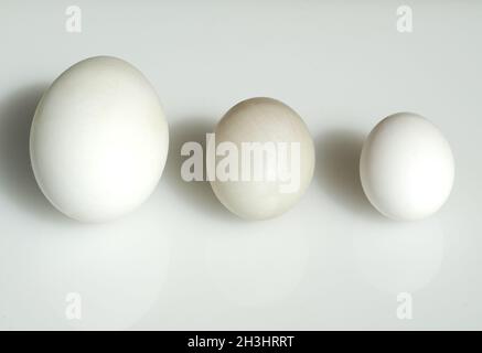Egg comparison, comparison, size comparison Stock Photo - Alamy