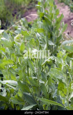 Balsam herb, lady's mint, chrysanthemum, tanacetum, balsamita, lady's ...