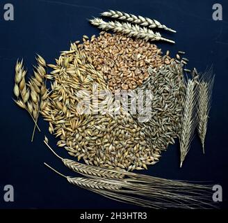 Grain varieties: Rye (Secale cereale), Oats (Avena), Wheat (Triticum ...