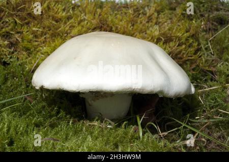Wiesenchampignon, Mushroom, Wiesen, Agaricus Stock Photo - Alamy