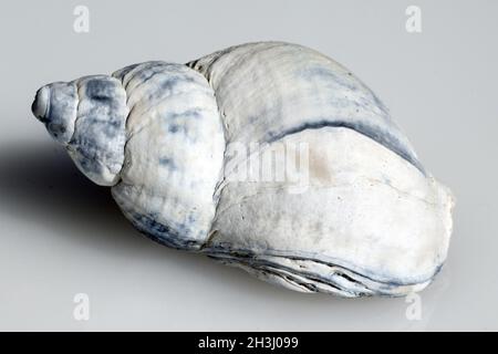 Sea slugs; Astraea; undosa Stock Photo - Alamy