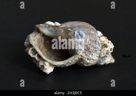 Sea slugs; Astraea; undosa Stock Photo - Alamy