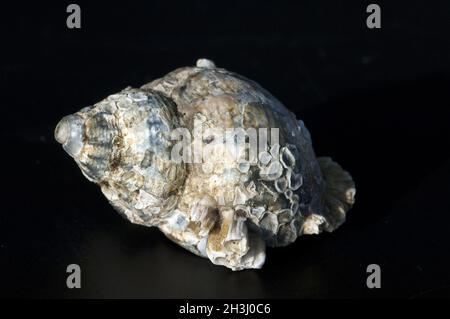 Sea slugs; Astraea; undosa Stock Photo - Alamy