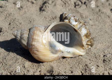Sea slugs; Astraea; undosa Stock Photo - Alamy