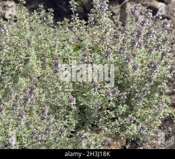 Lemon thyme (Thymus citriodorus) 'Silver Queen Stock Photo - Alamy