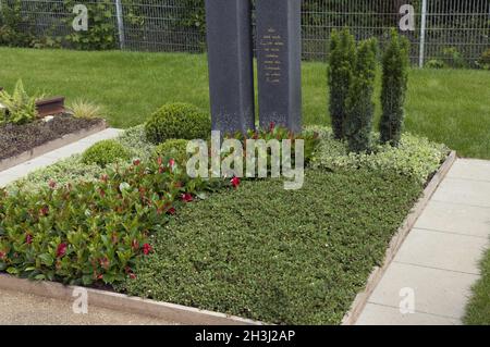 Columnar yew, Taxus baccata; border planting, grave Stock Photo - Alamy