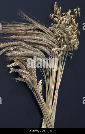 Oats, rye, barley, wheat, carrots Stock Photo - Alamy