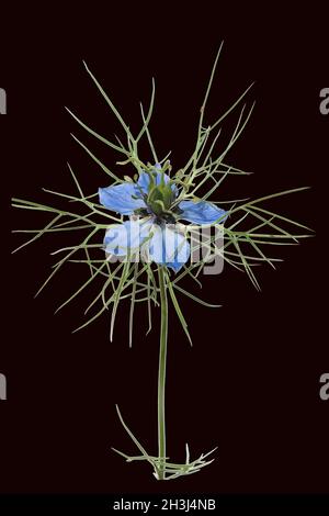 Black seed; True; Nigella; sativa; Medicinal plant Stock Photo - Alamy