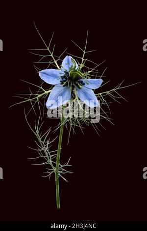Black seed; True; Nigella; sativa; Medicinal plant Stock Photo - Alamy