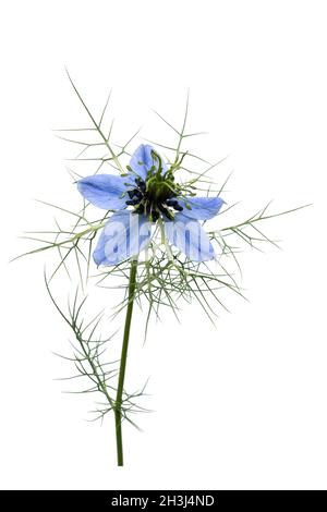 Black seed; True; Nigella; sativa; Medicinal plant Stock Photo - Alamy