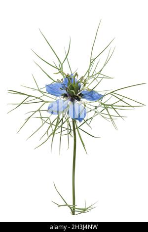 Black seed; True; Nigella; sativa; Medicinal plant Stock Photo - Alamy