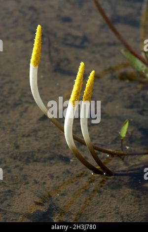 Golden Club (Orontium aquaticum) aquatic plants in pond, native to ...
