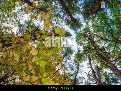 Striped maple (Acer pensylvanicum) - an understory canopy in fall ...