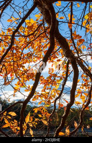 Black gum tree branch (Nyssa sylvatica) with fall foliage in shades of ...