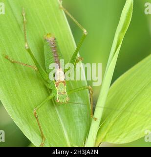 Short-winged sword-cricket; Conocephalus, dorsalis Stock Photo - Alamy
