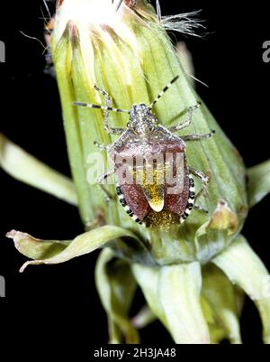 Blattwanze; Bunte Blattwanze; Elasmostethus interstinctus Stock Photo ...