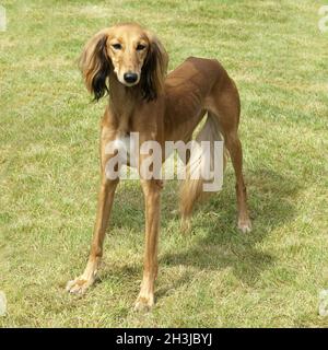 Saluki, dog breed, greyhound, feathered Stock Photo - Alamy