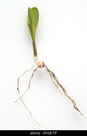 Corn seedling, germ; germ; sprouts, shoots Stock Photo - Alamy