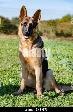 young German Shepherd Stock Photo - Alamy