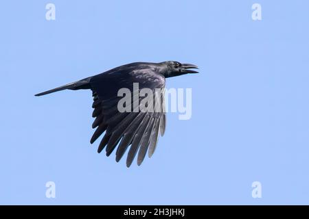Image of a crow flapping its wings against a blue clear sky. Birds ...