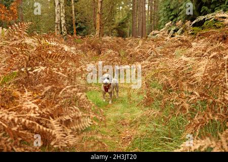 Sandringham, UK. 26th Oct, 2021. A lovely Autumn day as Cookie the ...