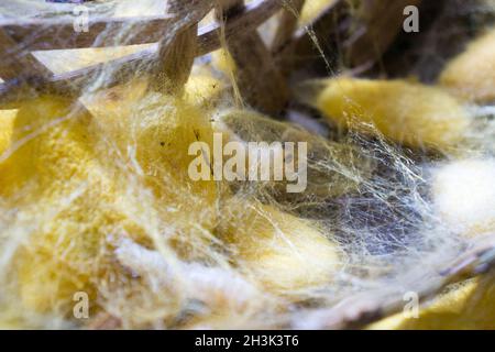 silk worms in San Kampheng Stock Photo - Alamy